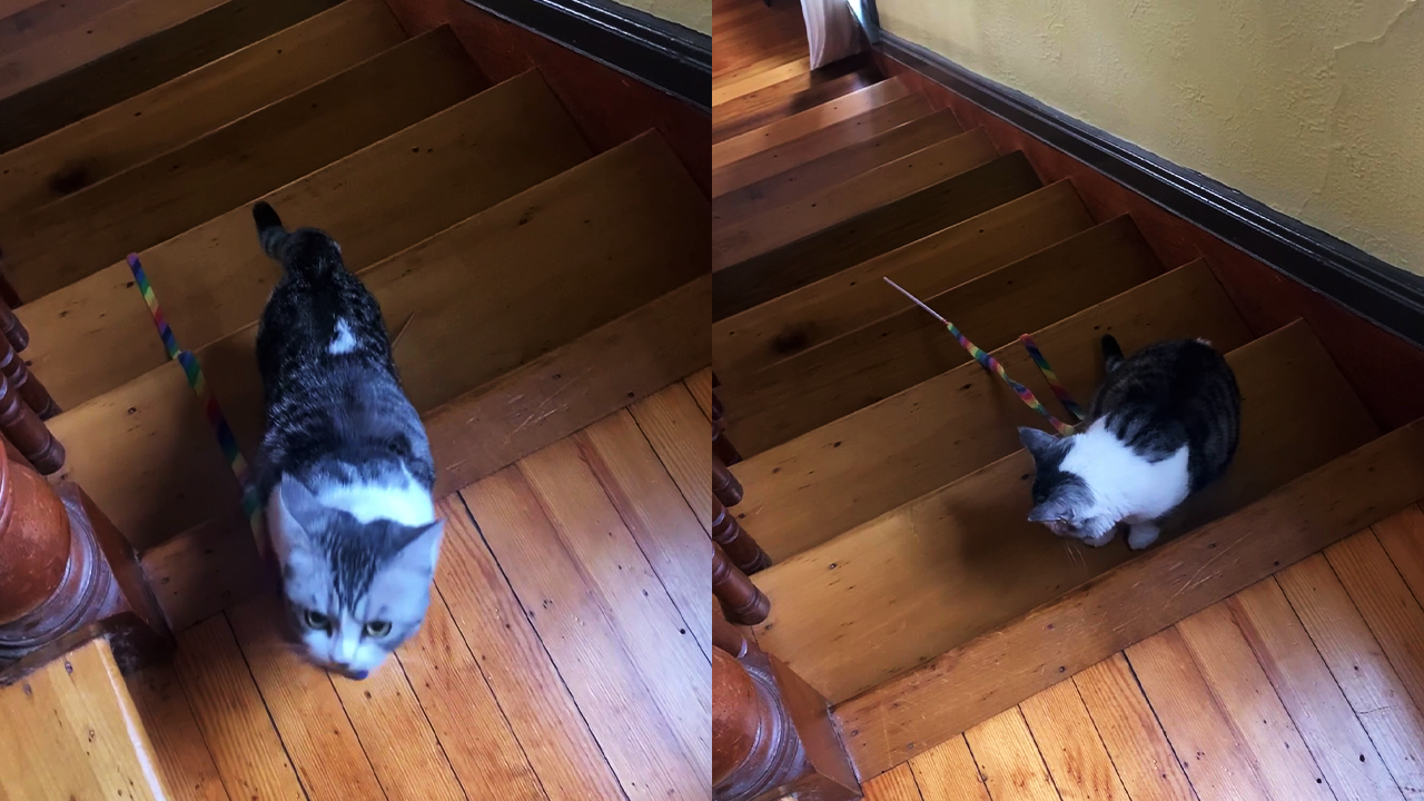 ''Clumsy but persistent' cat is finding it hard to carry her toy up the stairs