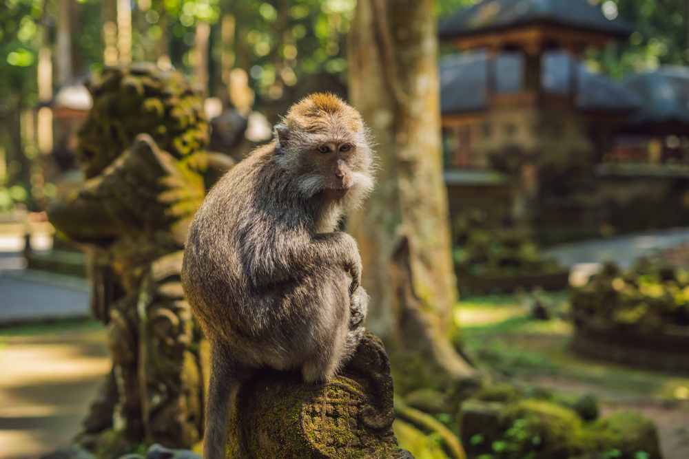 17 Animal Encounters for Kids in Japan