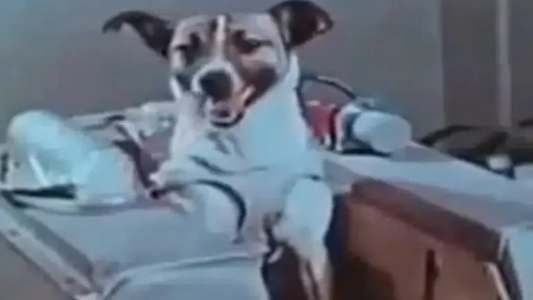 Laika, la perra que hizo historia al convertirse en el primer ser vivo ...