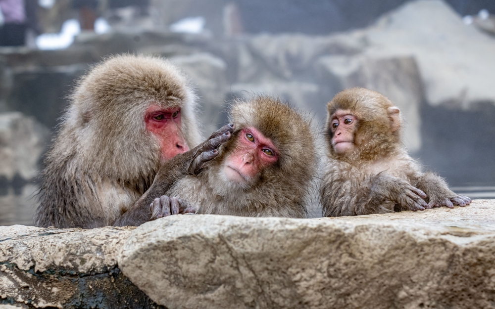 17 Animal Encounters for Kids in Japan