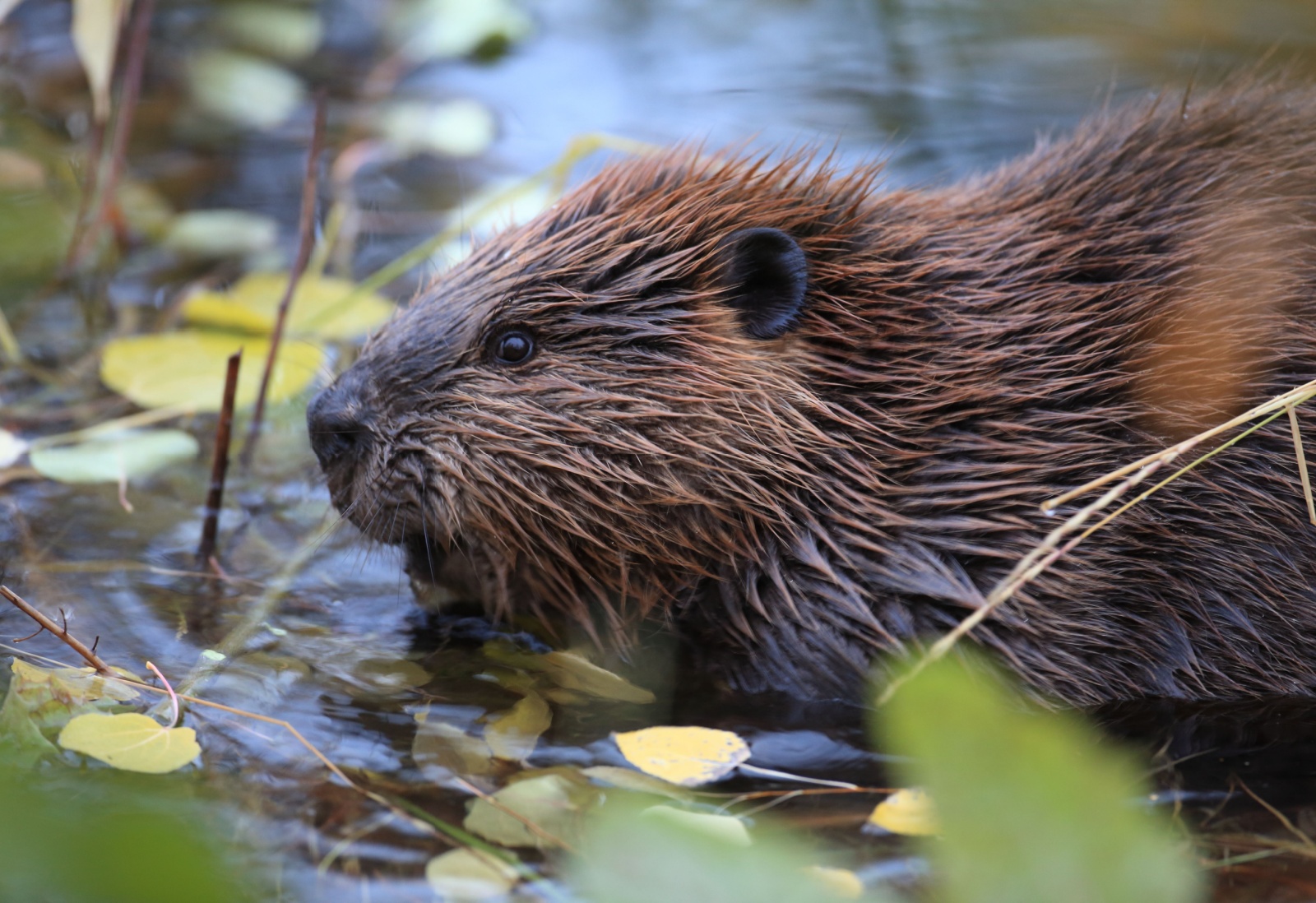 10 Of The Biggest Rodents On The Planet