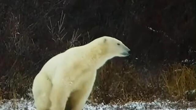 How a new AI-powered radar is helping protect polar bears