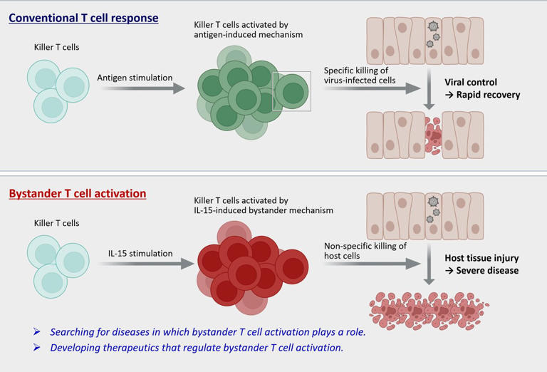 Immune overreactions explained: How killer T cells turn against the body