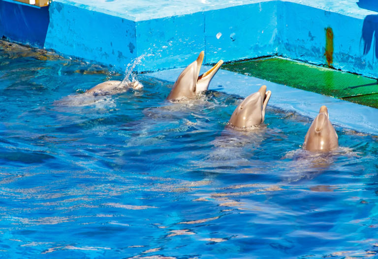 350 Captive Dolphins Are Being Released