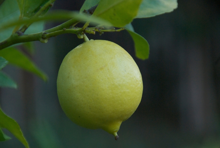 10 Simple Steps To Grow A Thriving Lemon Tree Right On Your Balcony