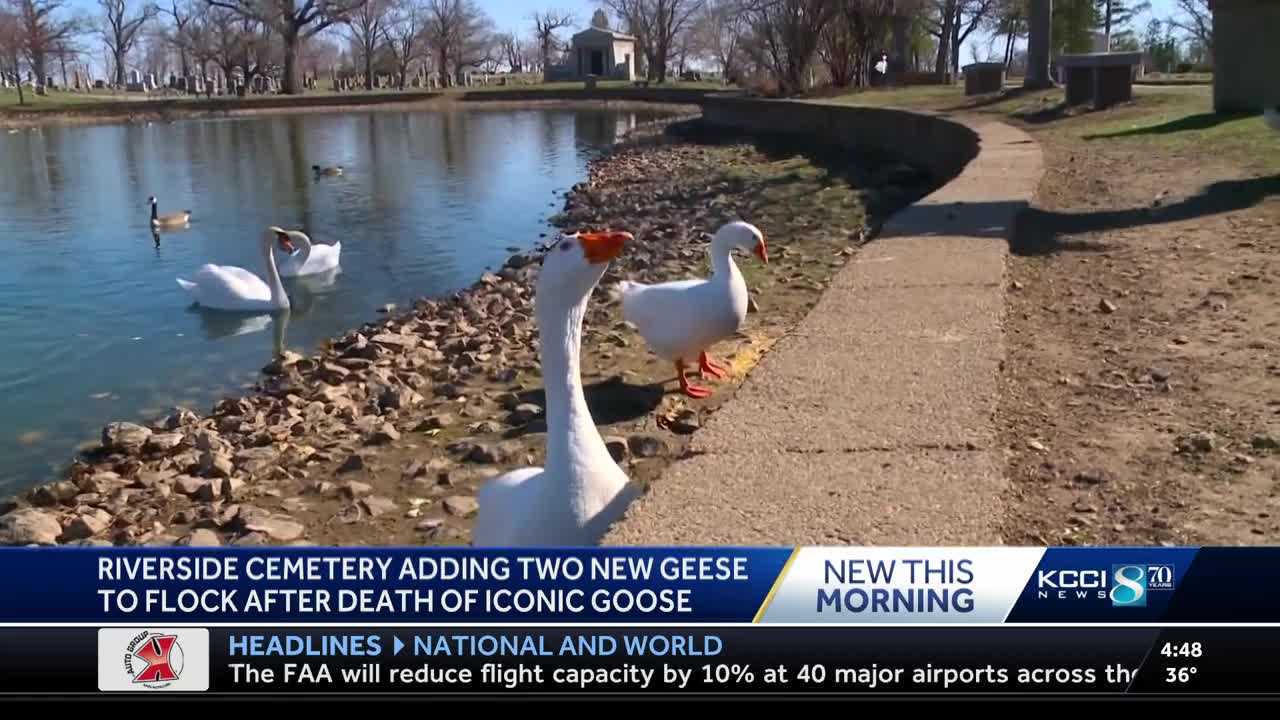 Riverside Cemetery mourns loss of another beloved goose