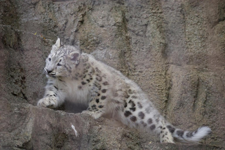 Hello, Juniper: You can now see John Ball Zoo’s snow leopard cub