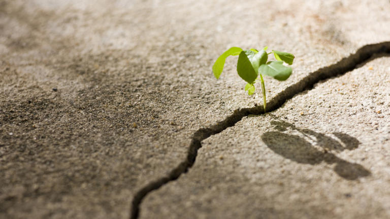 Stop Weeds From Growing In Concrete Cracks For Good With This One ...