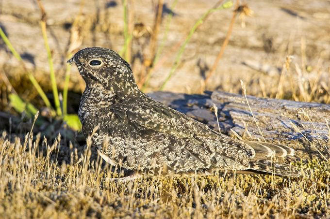 Discover the Mysterious Lives of Nighthawk Birds