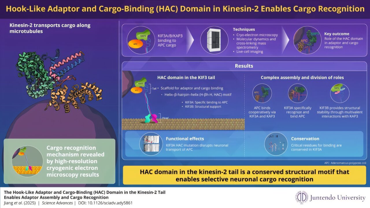 Motor protein 'hook' reveals how neurons deliver cargo with precision