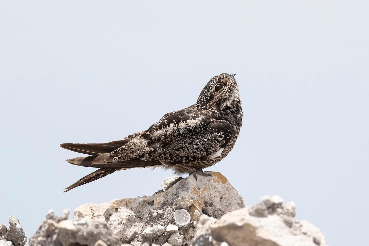 Discover the Mysterious Lives of Nighthawk Birds