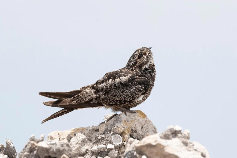 Discover the mysterious lives of nighthawk birds