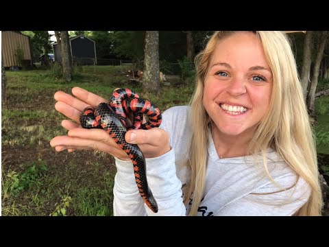 Rare and beautiful American snake discovered in the wild