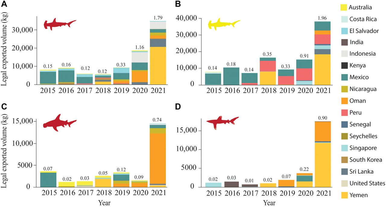 Illegal shark fin trade persists despite protections