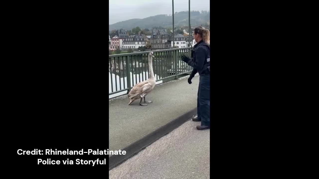 Officer tackles gigantic, 'hissing' swan seen waddling in and out of ...