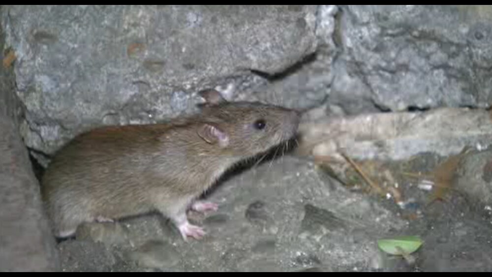 Los Angeles tops list of '50 Rattiest Cities' according to exterminator ...