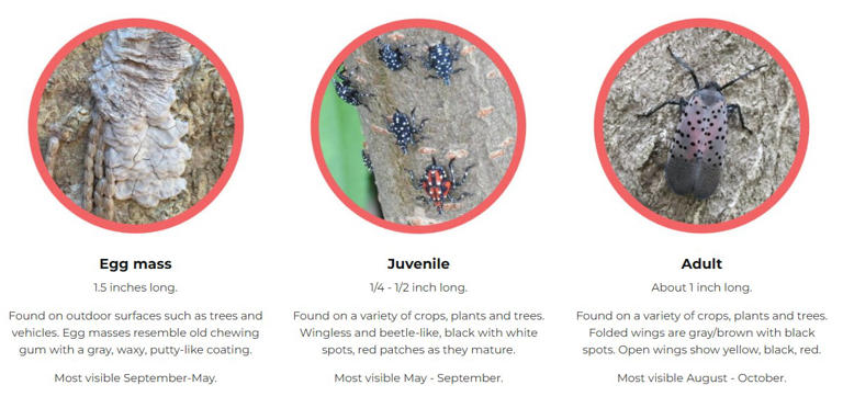 See this bug? State officials want you to kill it.
