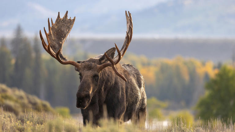 The 5 Best Parks To See Wild Moose Roam (That Aren't Yellowstone ...