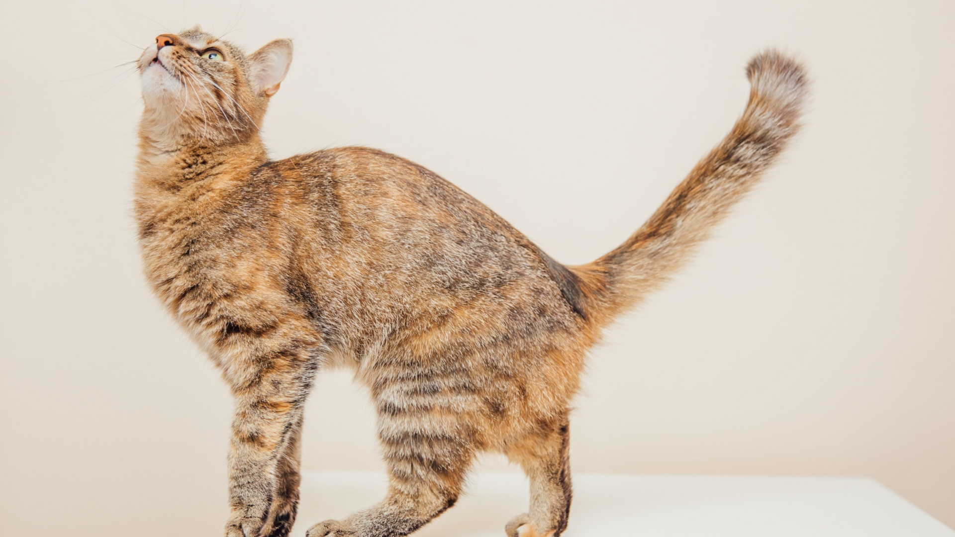 How 7 Subtle Cat Cues Reveal Their True Mood, So Pay Attention