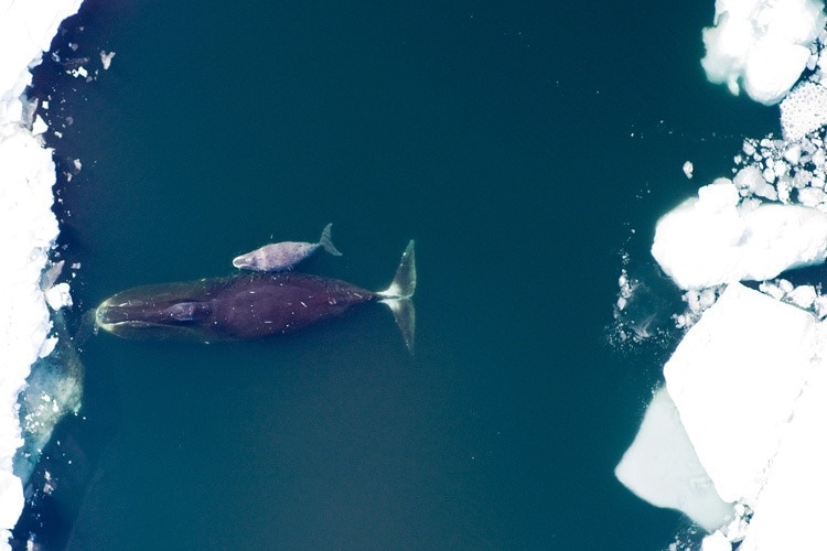 Want to Live 100+ Years? Bowhead Whales Could Hold the Anti-Aging Secret