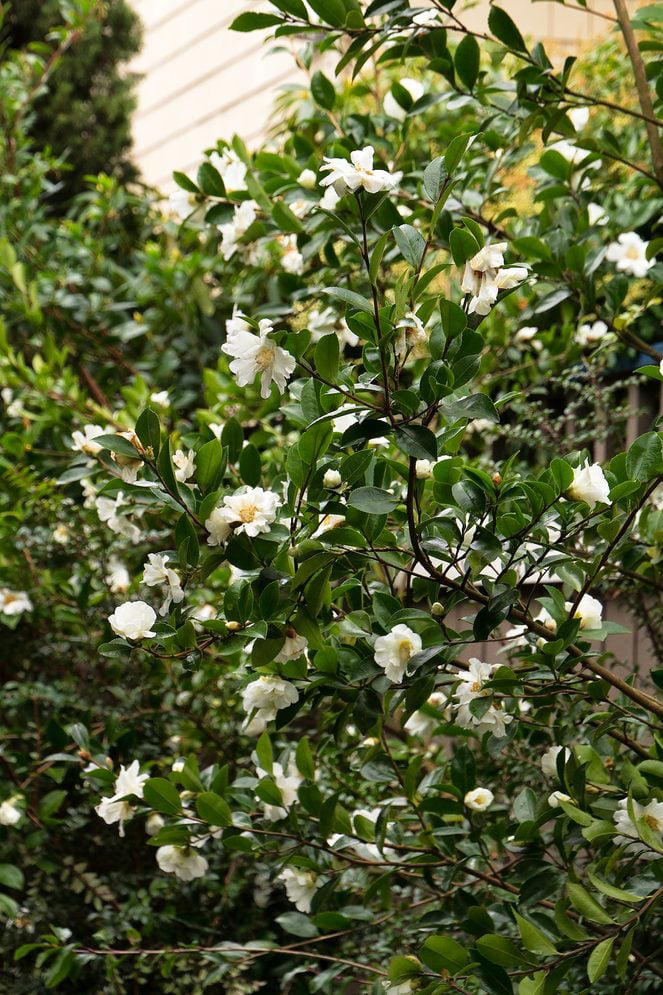The Essential Camellia Bush Growing Guide