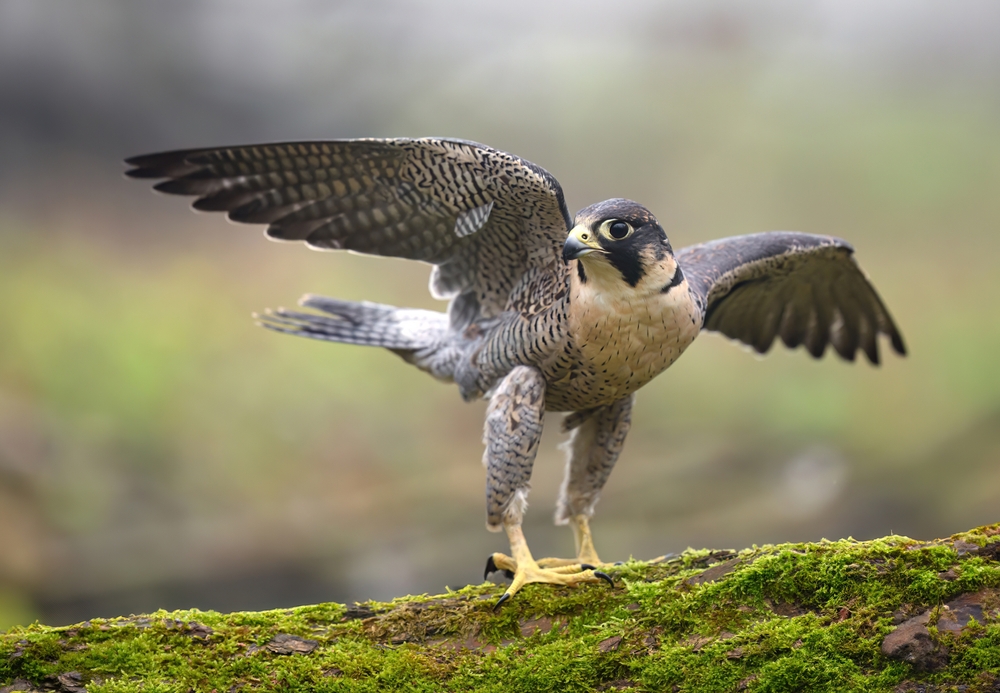 Why peregrine falcons disappeared from the eastern U.S. – until Acadia ...