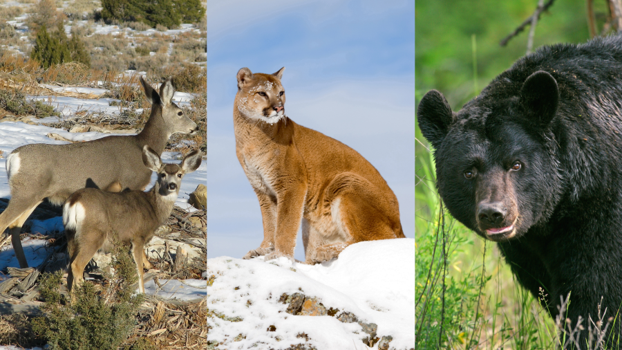 Fur-eezing cold: Where does Utah’s wildlife go during the winter?