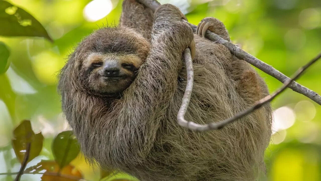 Meet the 5 slowest animals on Earth that take life one second at a time