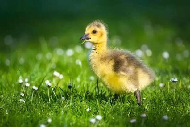 Science Reveals Why Some Animals Are Natural Nannies