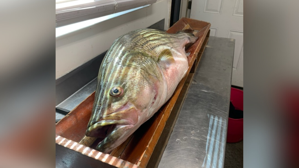 Fisherman lands massive 37-pound striped bass, breaking Ohio record