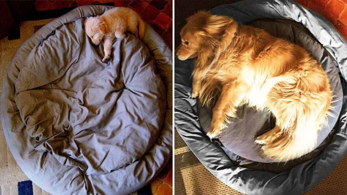 Owners recreate adorable photos from when their dogs were puppies