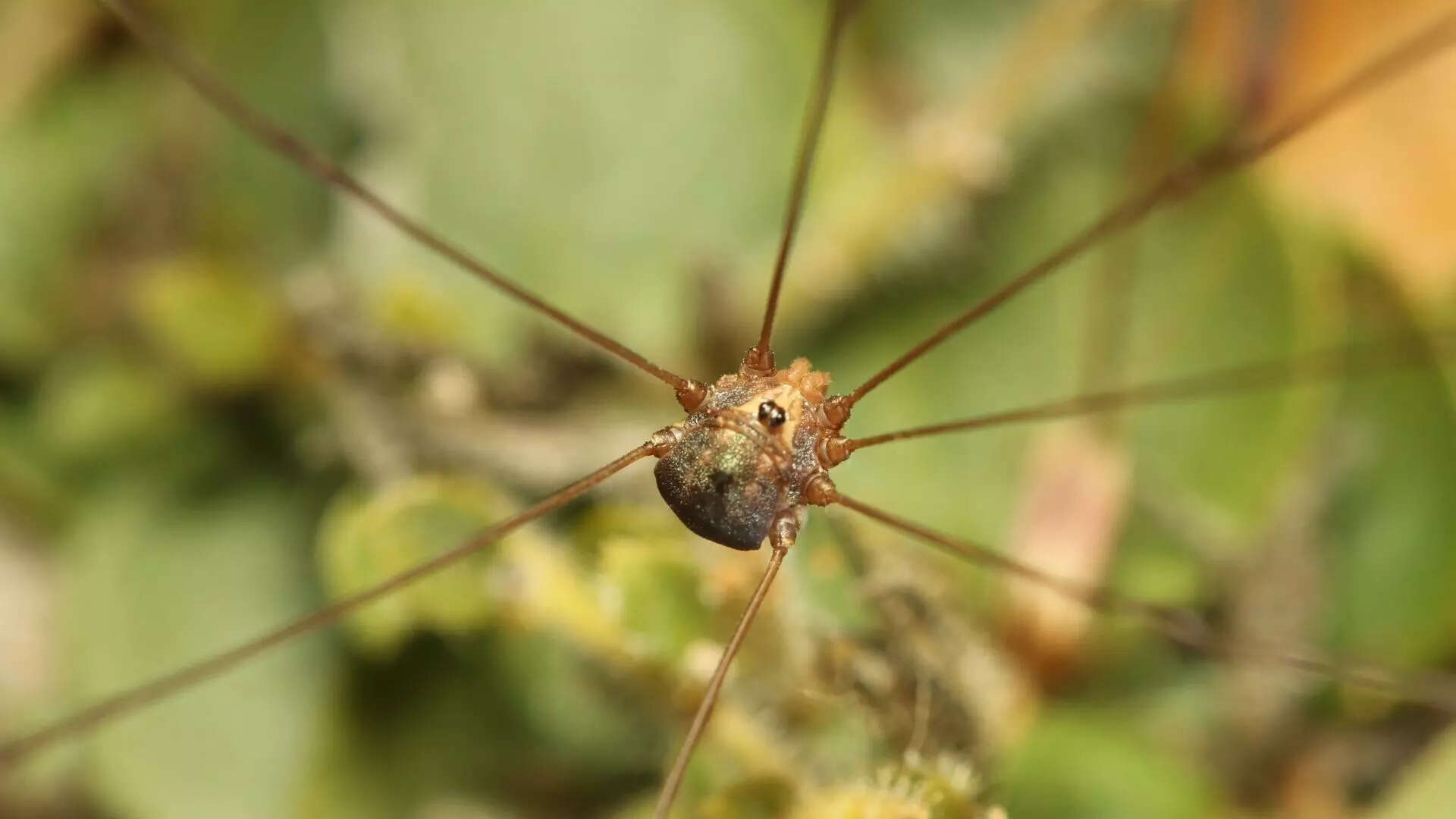 7 unique yet beautiful animals and birds with unusually long legs