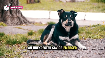 A Man Witnesses a Dog Pulling a Hurt Woman — What She Reveals Changes ...
