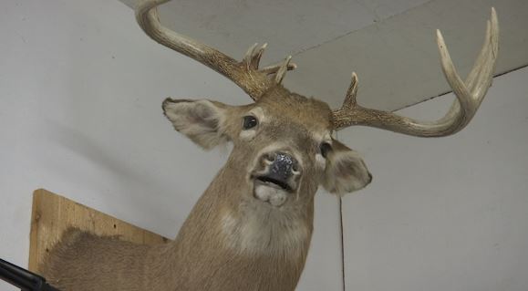 Deer gun season begins: What hunters need to know before heading out