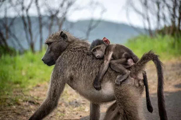 Science Reveals Why Some Animals Are Natural Nannies