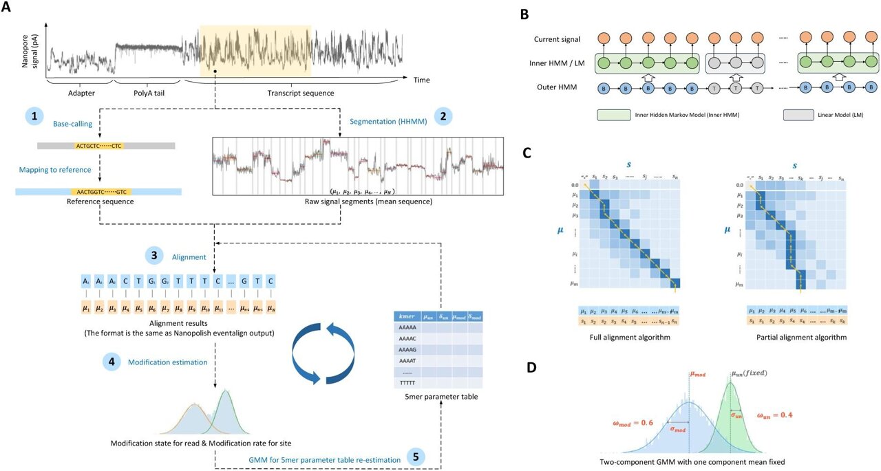 Researchers introduce a new tool for more accurate RNA modification ...