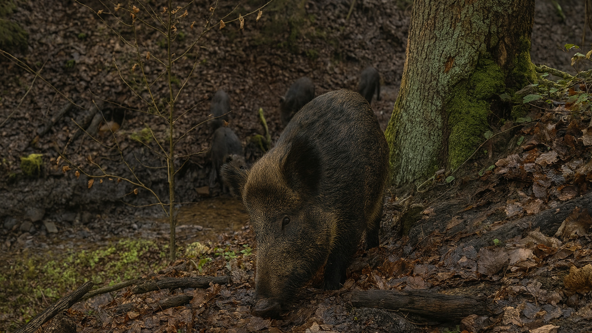 What Happened to My Trail Camera? A Wild Boar Came to Check It Out