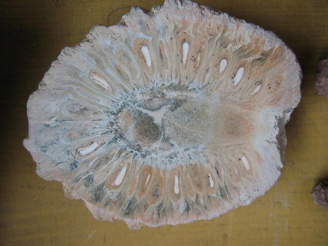 Prehistoric Trees That Survived Extinction — The Ginkgo and More Still ...