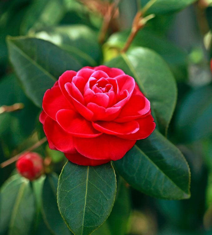 The Essential Camellia Bush Growing Guide