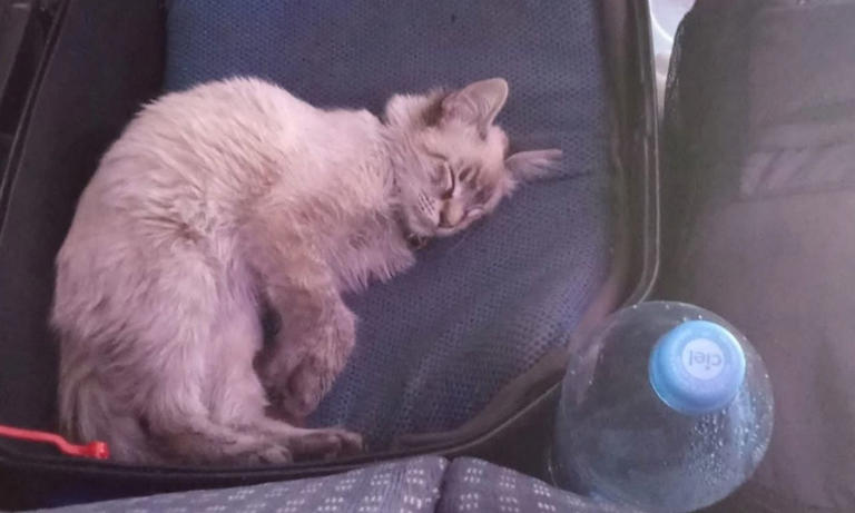 Puebla en alerta por robo del gato "Zafiro", el michi cobrador