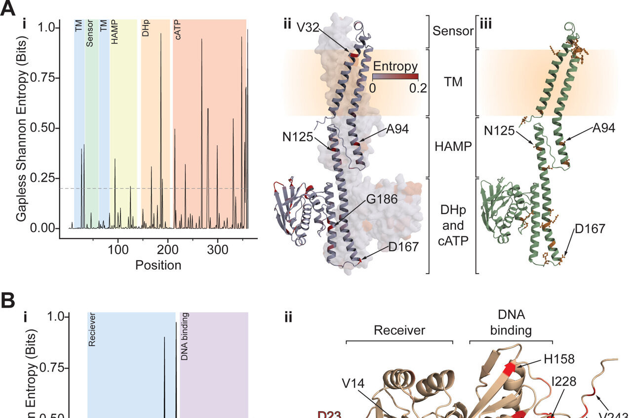 Experimental evolution uncovers how bacteria develop drug resistance