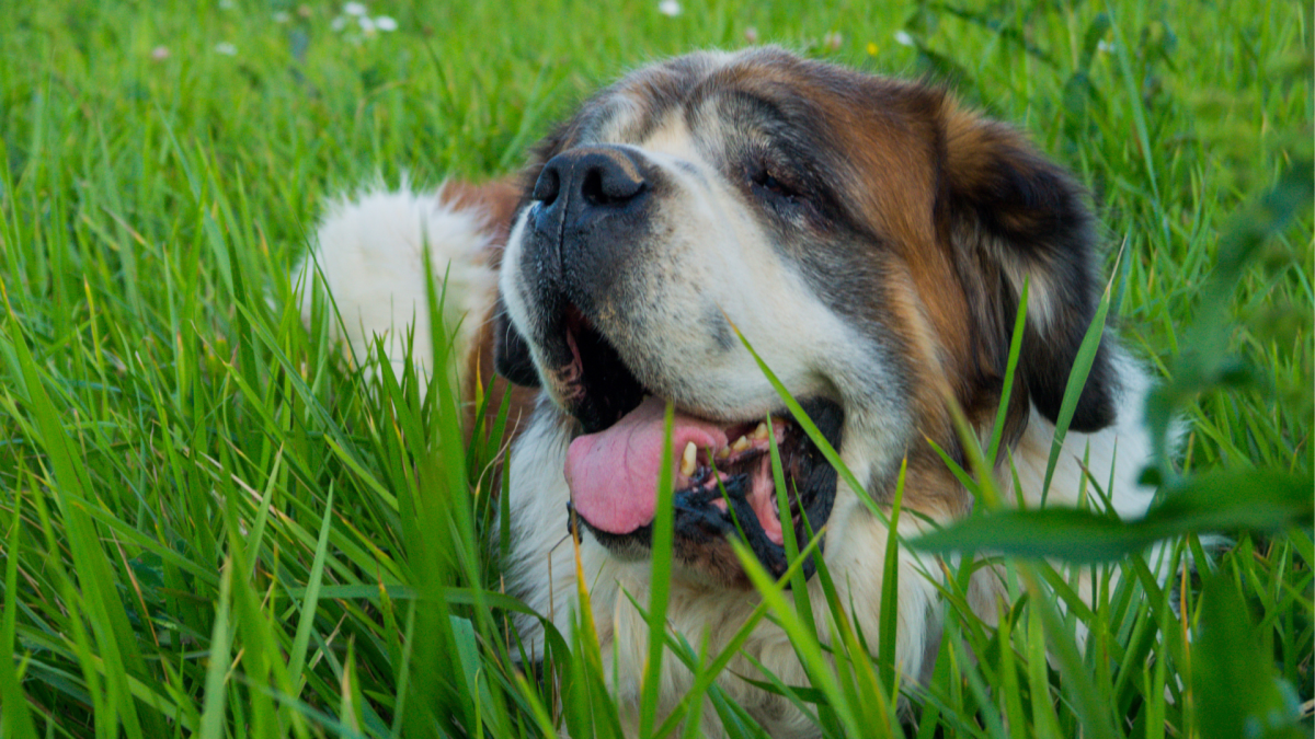 St. Bernard’s Big Squishy Cuddle Puddle With Mastiff Is the Bestie Time ...