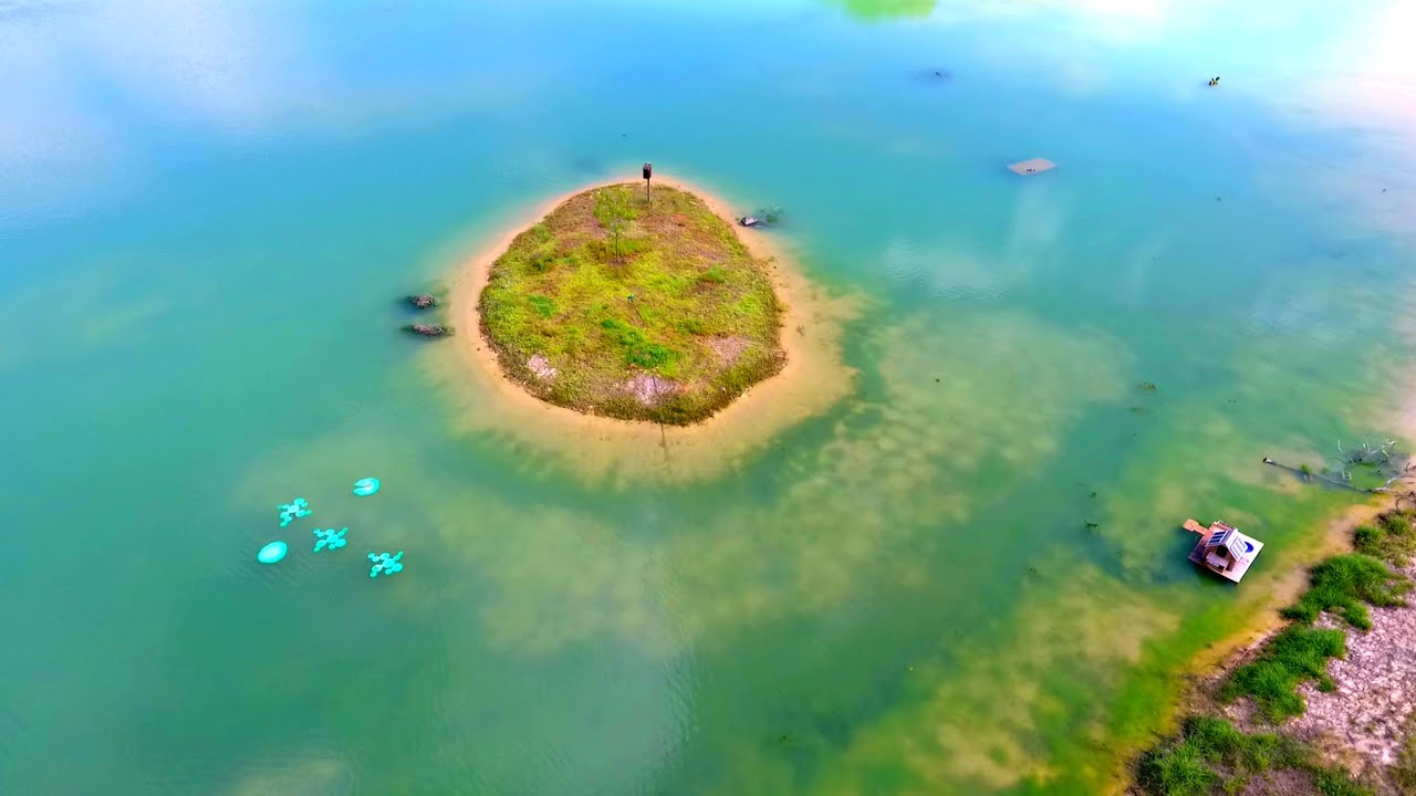 Our tiger bass are spawning!🐟