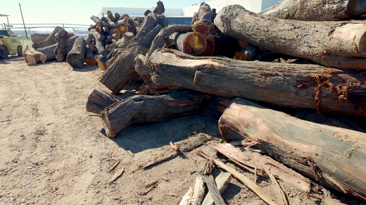Fallen trees from devastating Tempe microburst turned into art