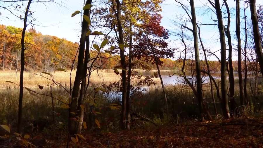 Asylum Lake Preserve to potentially change hands