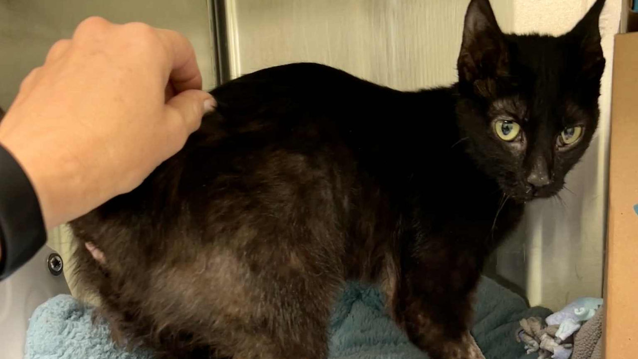 West Bend man arrested after 7 cats found in sealed container in ...