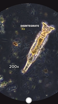 Microscope Test: How Bleach Actually Kills Microbes