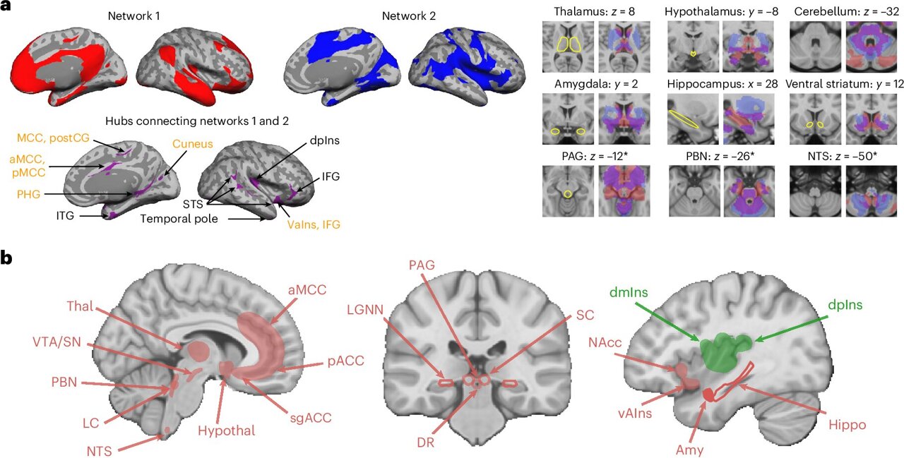 7 Tesla MRI reveals how the human brain anticipates and regulates the ...