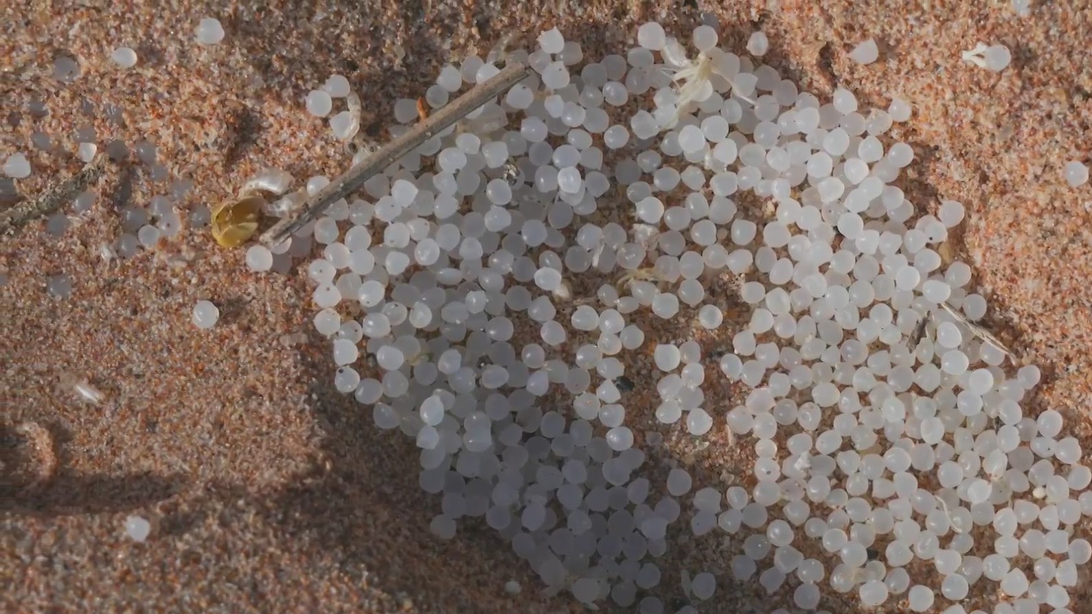 Nurdles are infesting Texas waters; environment group pushes for ...