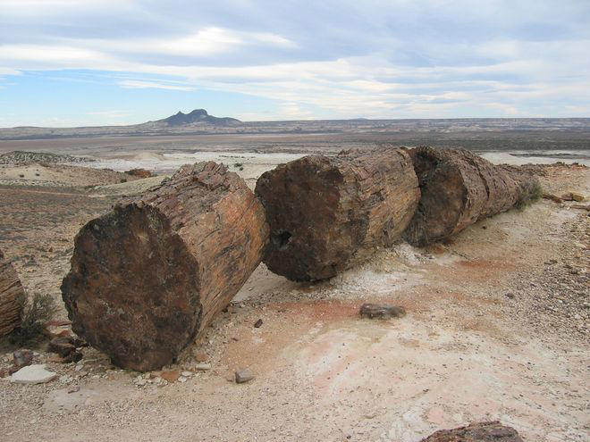 Prehistoric Trees That Survived Extinction — The Ginkgo and More Still ...